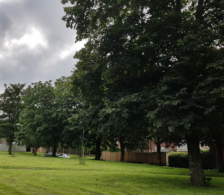 Tree Services - First Choice Homes Oldham